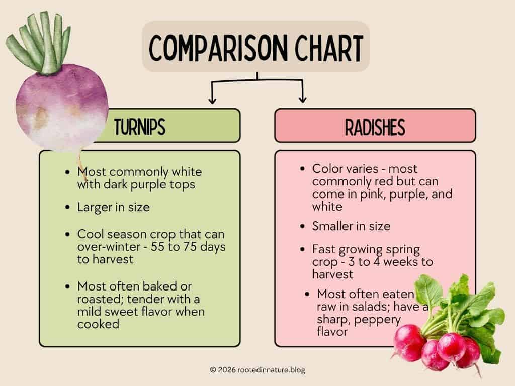 Radish vs Turnip: What’s the Difference? Flavor, Uses & Nutrition ...