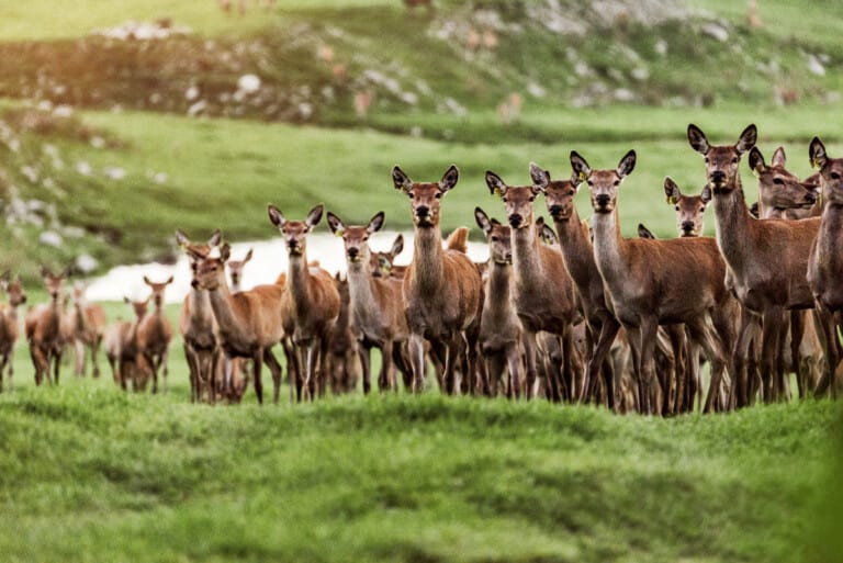 Venison vs. Beef Taste: What's the Difference? | Rooted in Nature