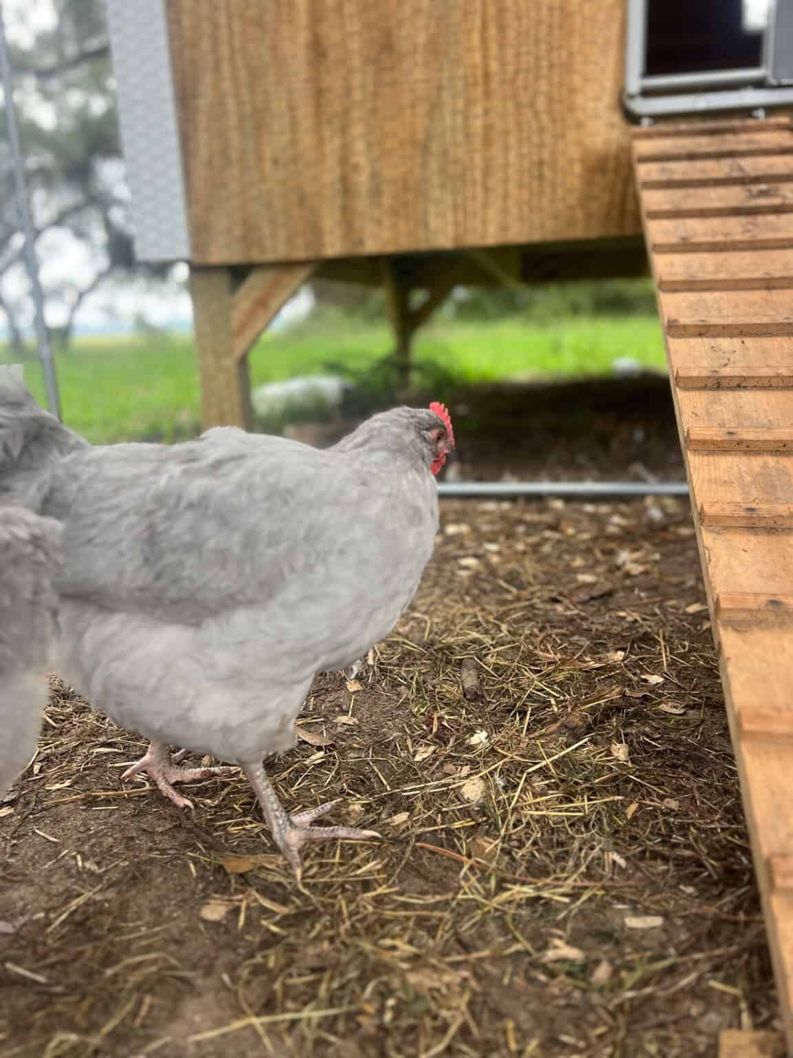 How do chickens lay eggs without a rooster? | Rooted in Nature