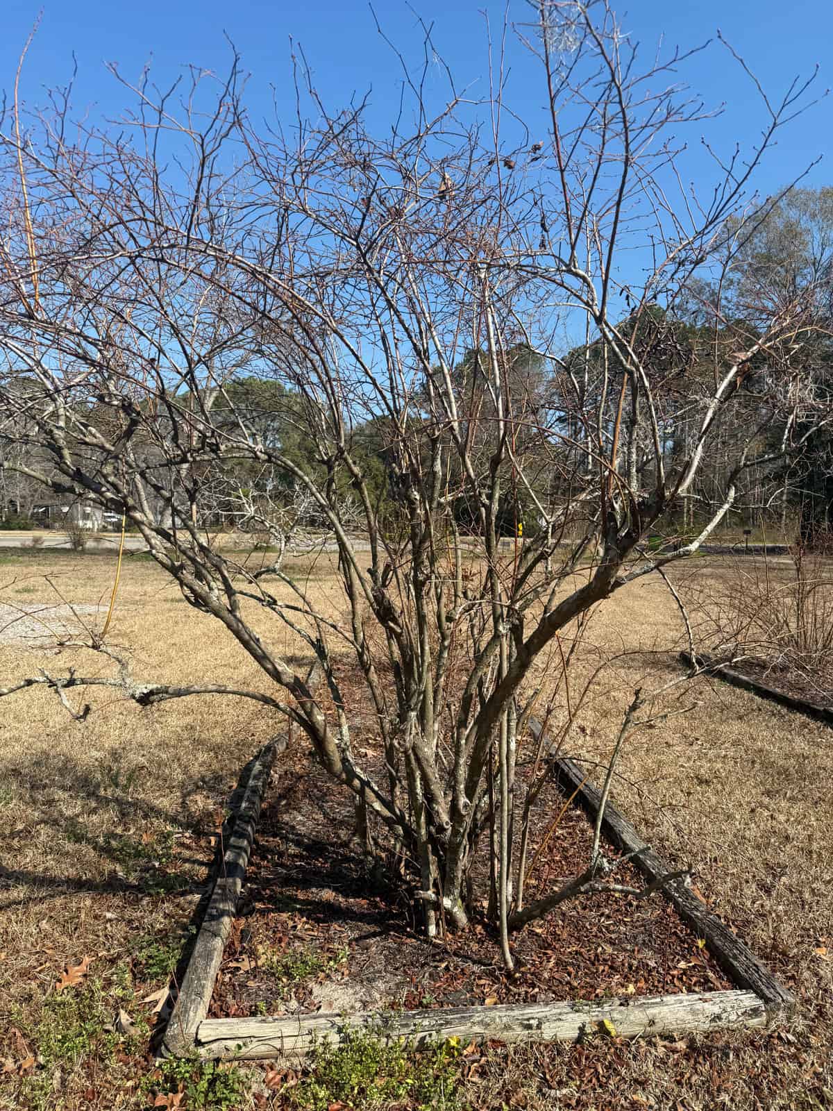 How to Prune Blueberry Bushes | Rooted in Nature